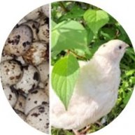 Иконка канала Перепелкино