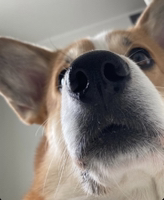 Иконка канала Бесхвостый Лис