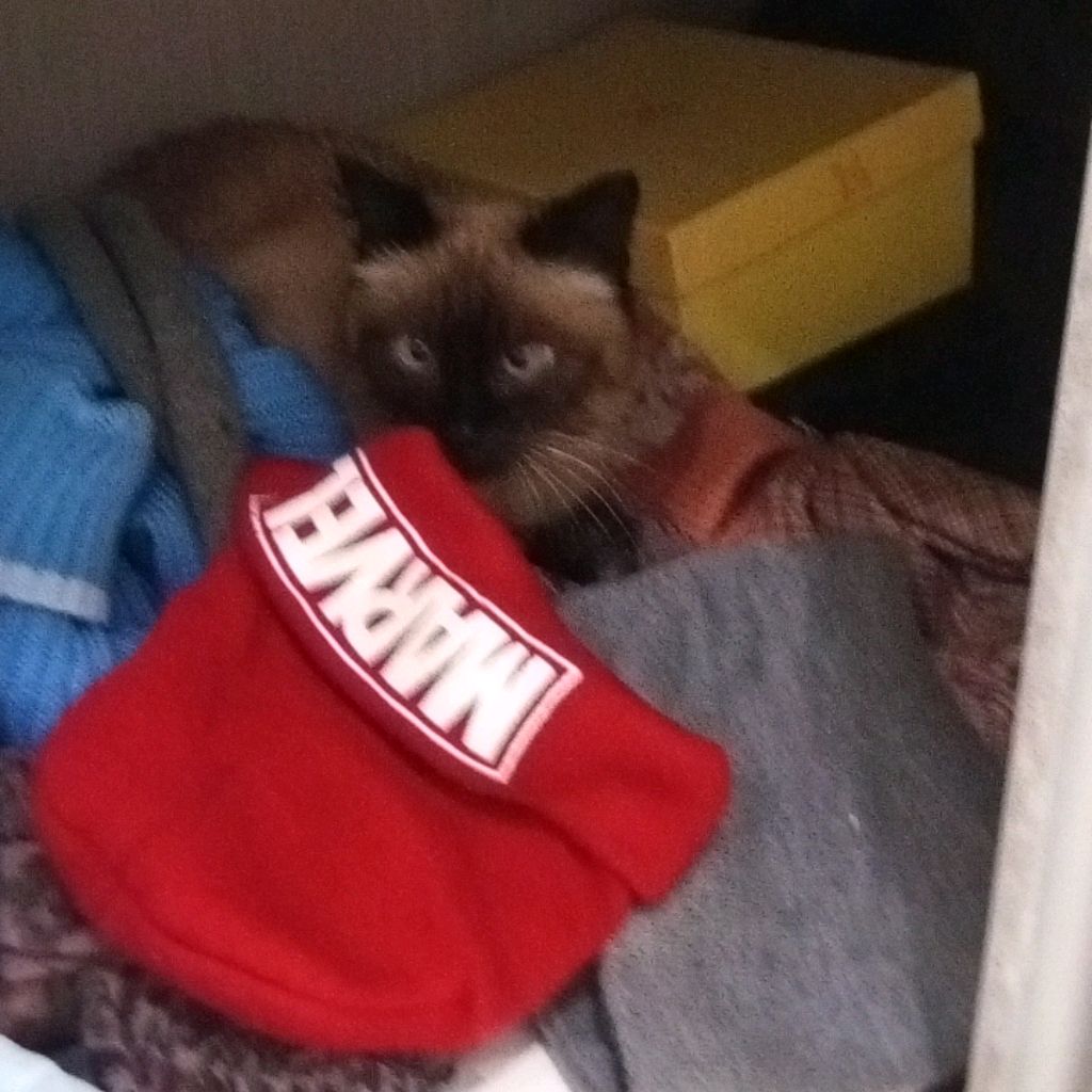 Иконка канала Candy Cat