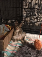 Иконка канала Александра Викторовна