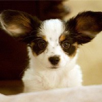 Иконка канала andrei34dml