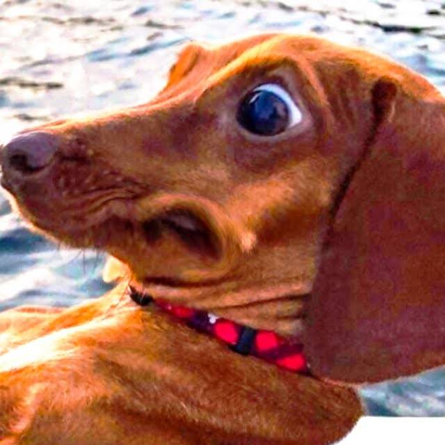 Иконка канала AnimalSy - СМЕШНЫЕ ВИДЕО про ЖИВОТНЫХ КАЖДЫЙ ДЕНЬ