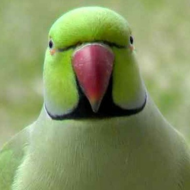 Иконка канала 2 СМЕШАРИКА