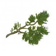 Иконка канала кедрRUS