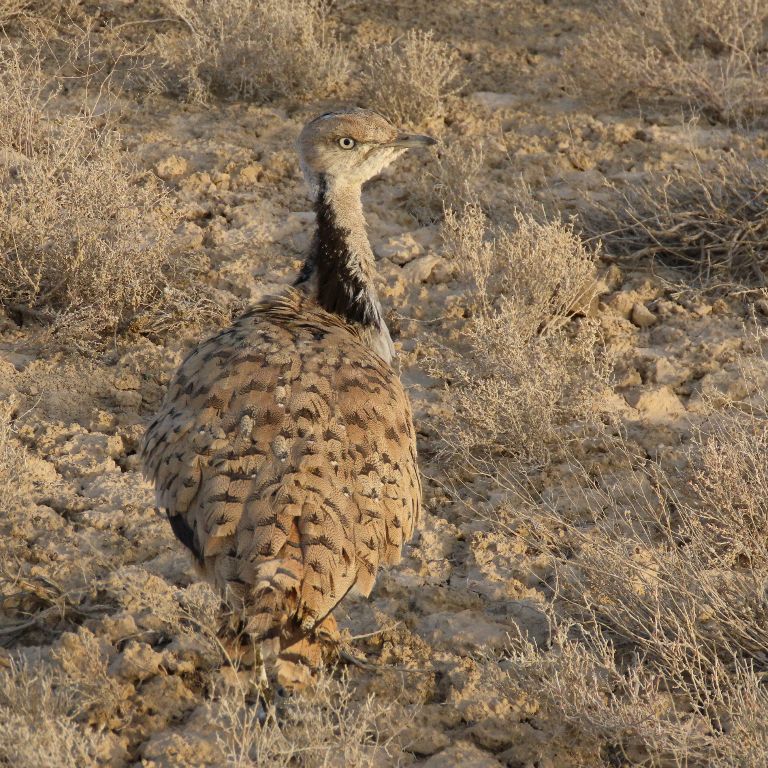 fedor shakula wildlife protection на RUTUBE: 3 видео – смотреть онлайн ...