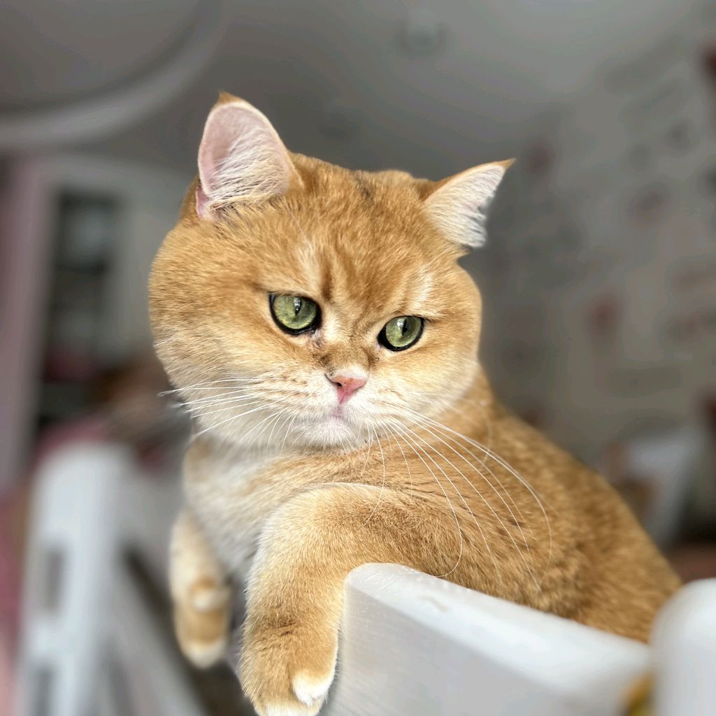 Иконка канала Котик-тортик