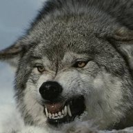 Иконка канала Катюха Волчица