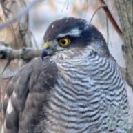 Иконка канала MC Web