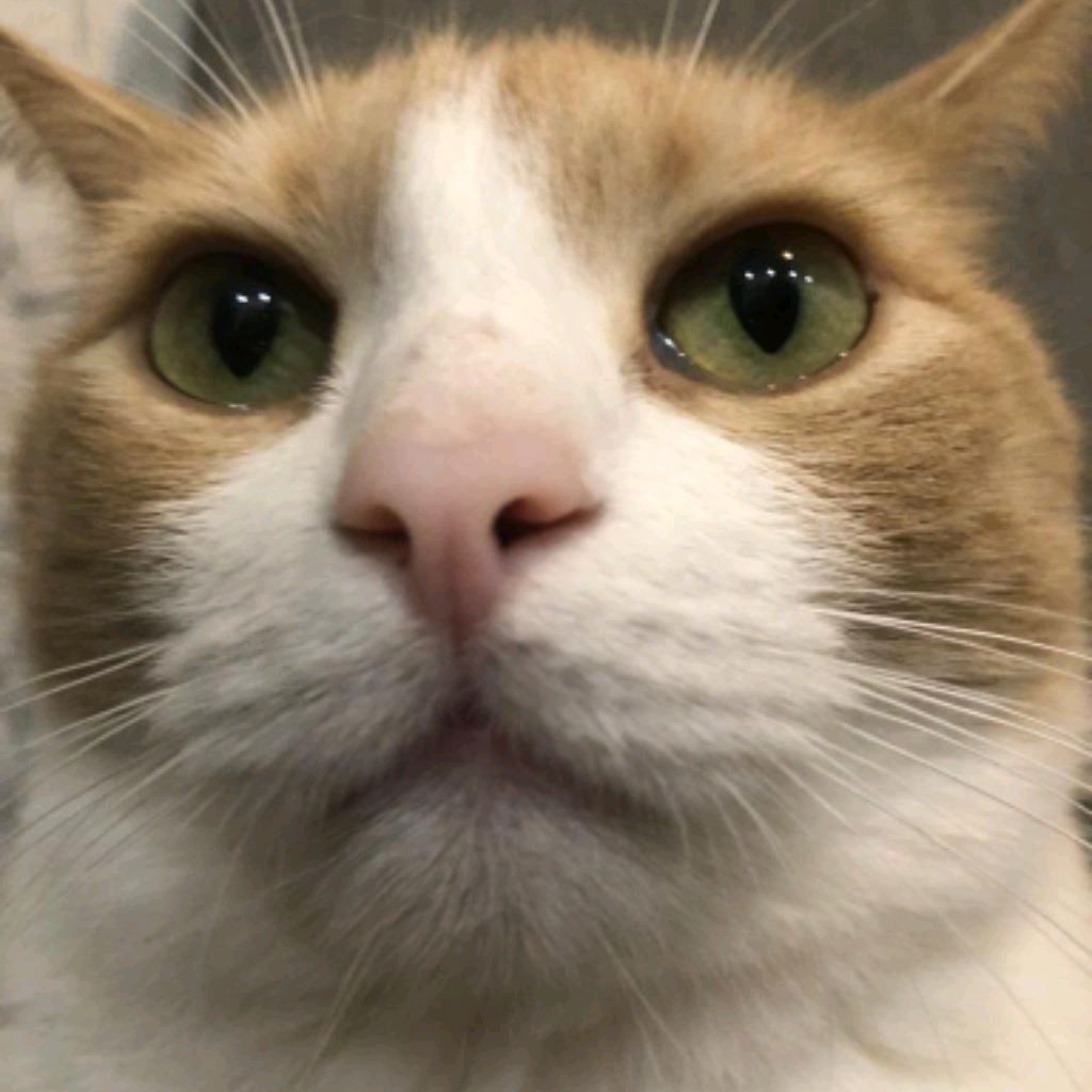 kotiynet на RUTUBE: 5 видео – смотреть онлайн и бесплатно (36132054)