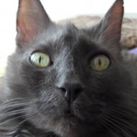 Иконка канала Основания математики для гурманов