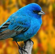 Иконка канала Слушая Природу