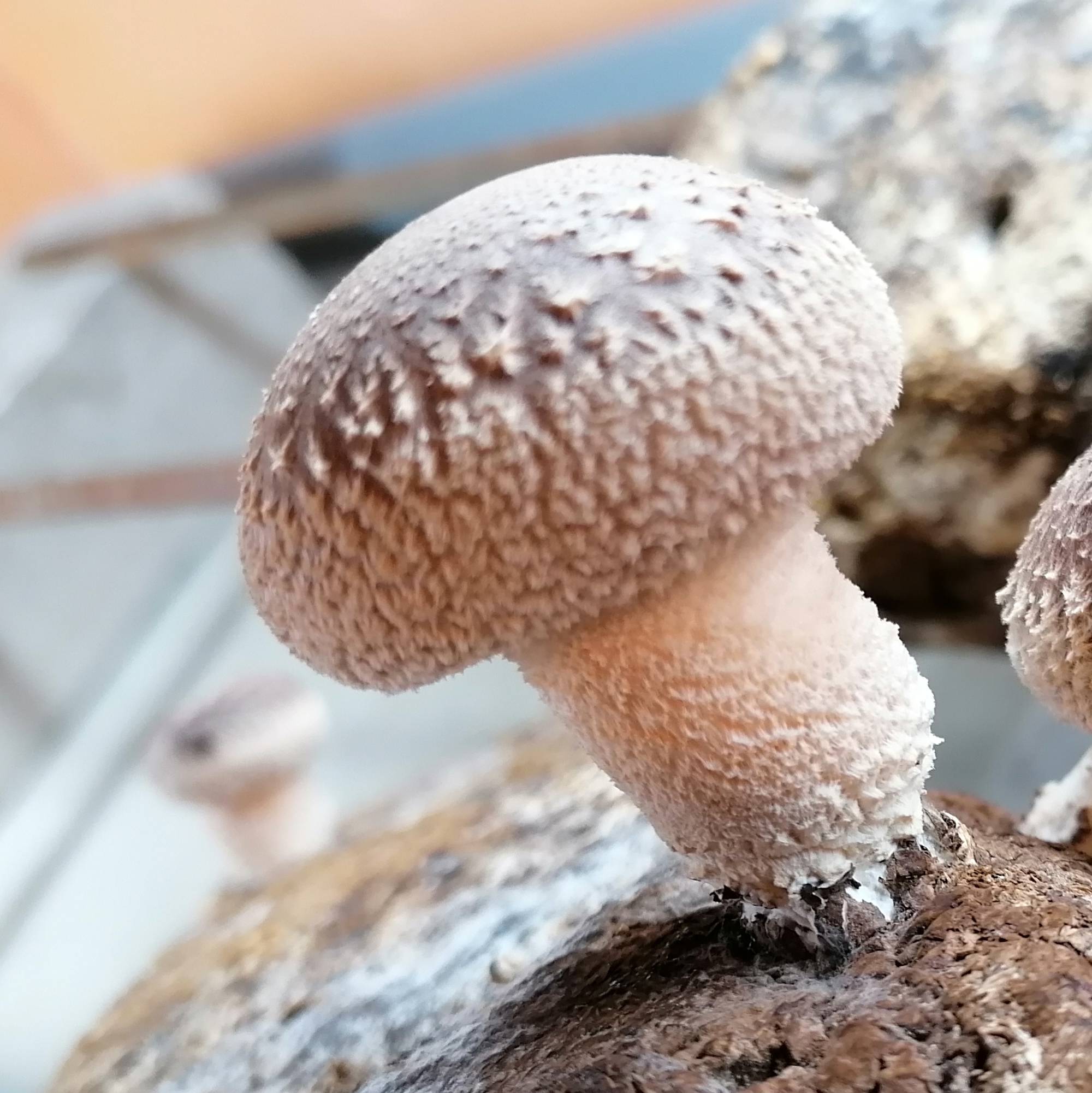 Иконка канала City_Farm
