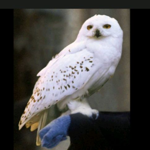 Иконка канала Рутуб сова!