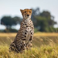 Иконка канала Гепард Фроша!