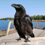 Иконка канала Майя и вОрон Гарри