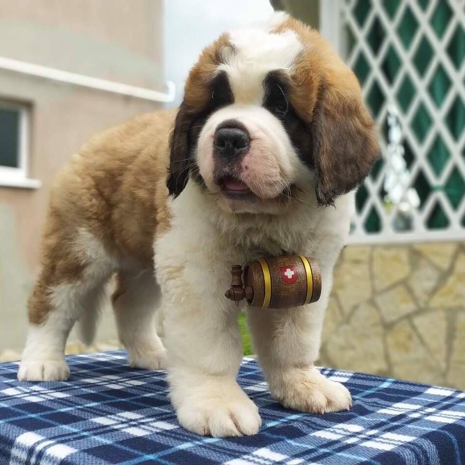 Иконка канала Сенбернары Самары