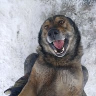 Иконка канала Сумасшедший собачник