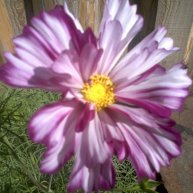 Иконка канала Домашних дел истории