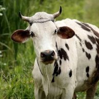 Иконка канала Экоферма Гокула, Иркутск