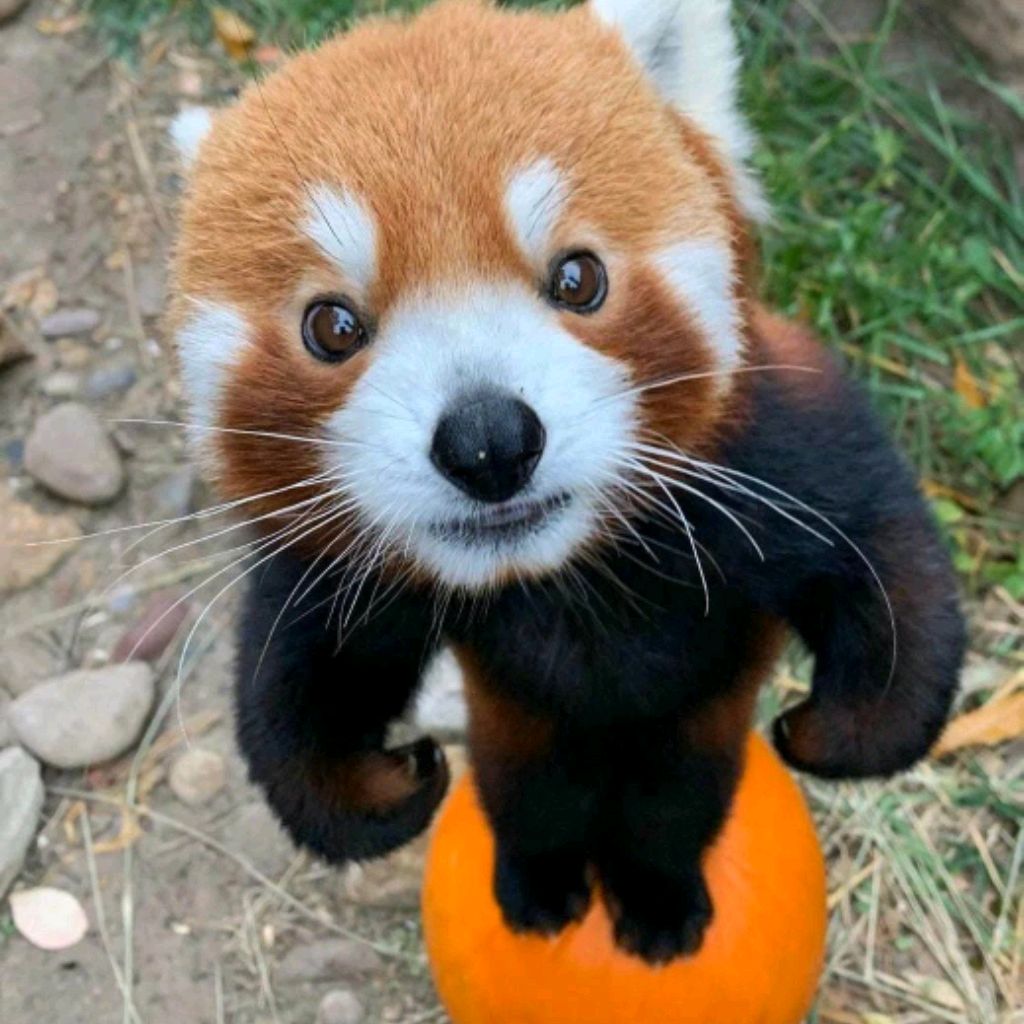 Иконка канала Хохотало. Ру