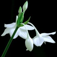 Иконка канала Поэзия Елены Туркка