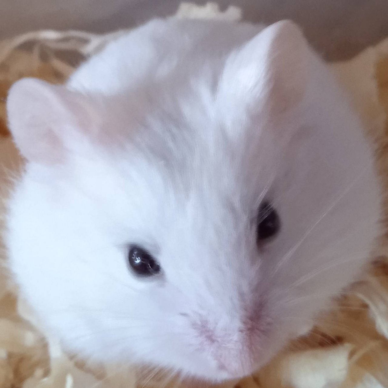 Иконка канала Хрумки