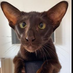 Иконка канала DrCat