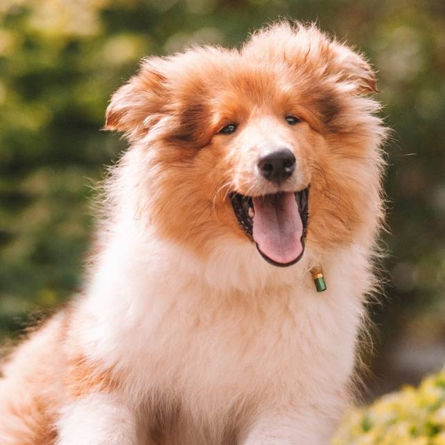 Иконка канала Вселенная собак