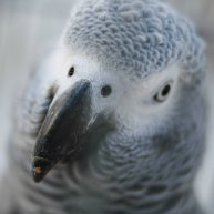 Иконка канала Бобёр жжот