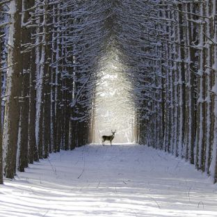 Иконка канала Логос-Мелос (Спиридон)