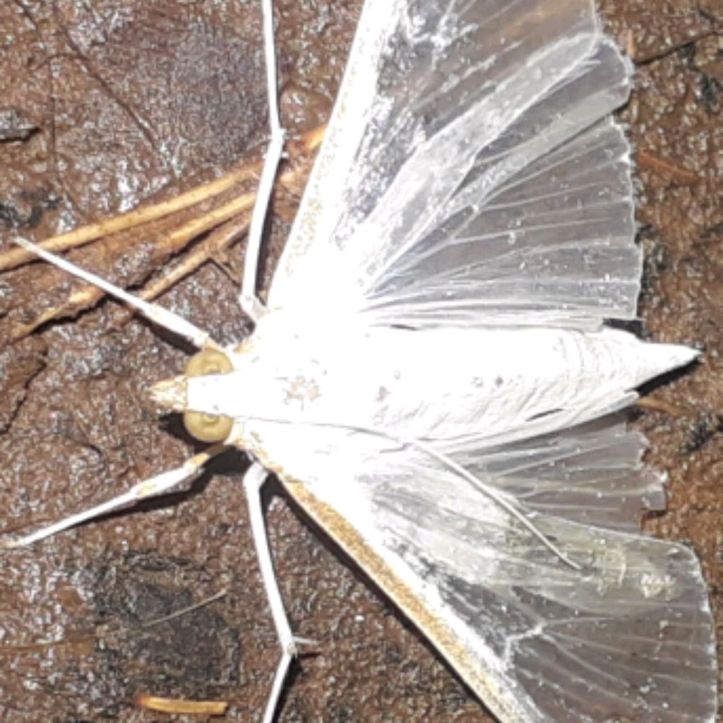 Иконка канала АФРИКАНСКИЕ ПОРОСЯТА