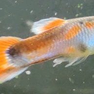 Иконка канала 105 литров с гуппи