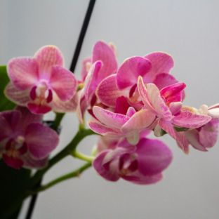 Иконка канала Snail Garden