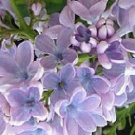 Иконка канала Ирина Жукова-Каменских