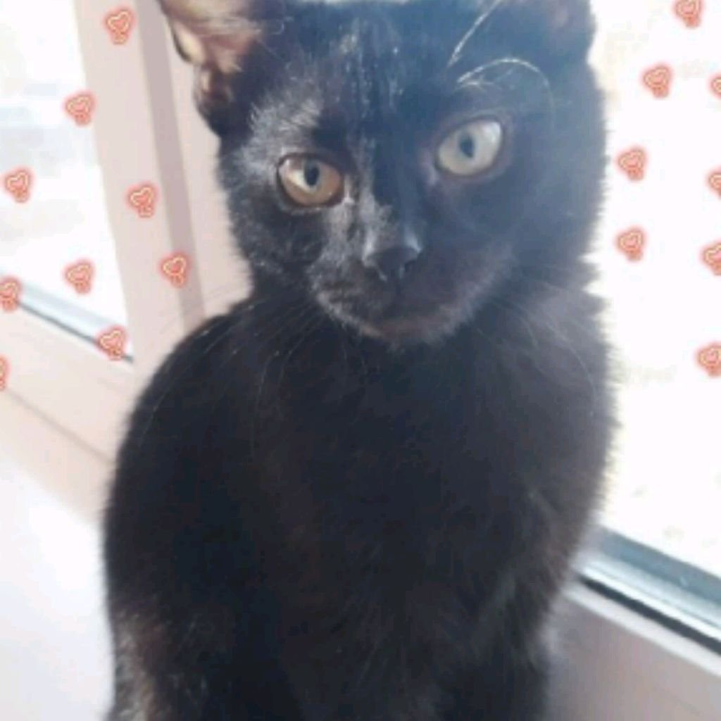 Иконка канала МУРКА