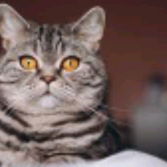 Иконка канала Pets Universe