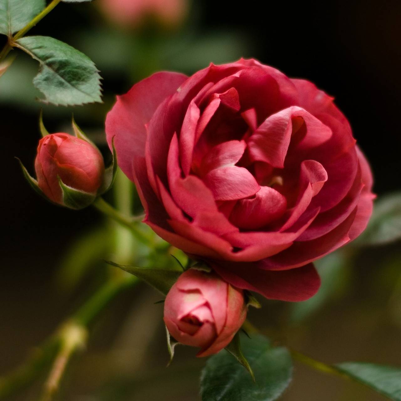 Иконка канала Red Rose