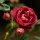 Иконка канала Red Rose