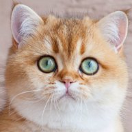 Иконка канала Family Fox