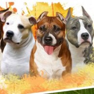 Иконка канала Tcenniy Prize Amstaff