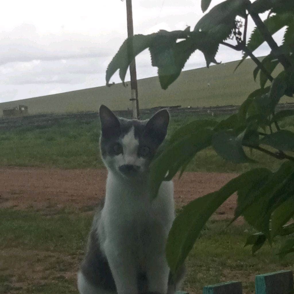 Иконка канала Sasylka-Сасулька