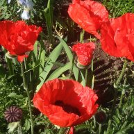 Иконка канала Любимый зятёк