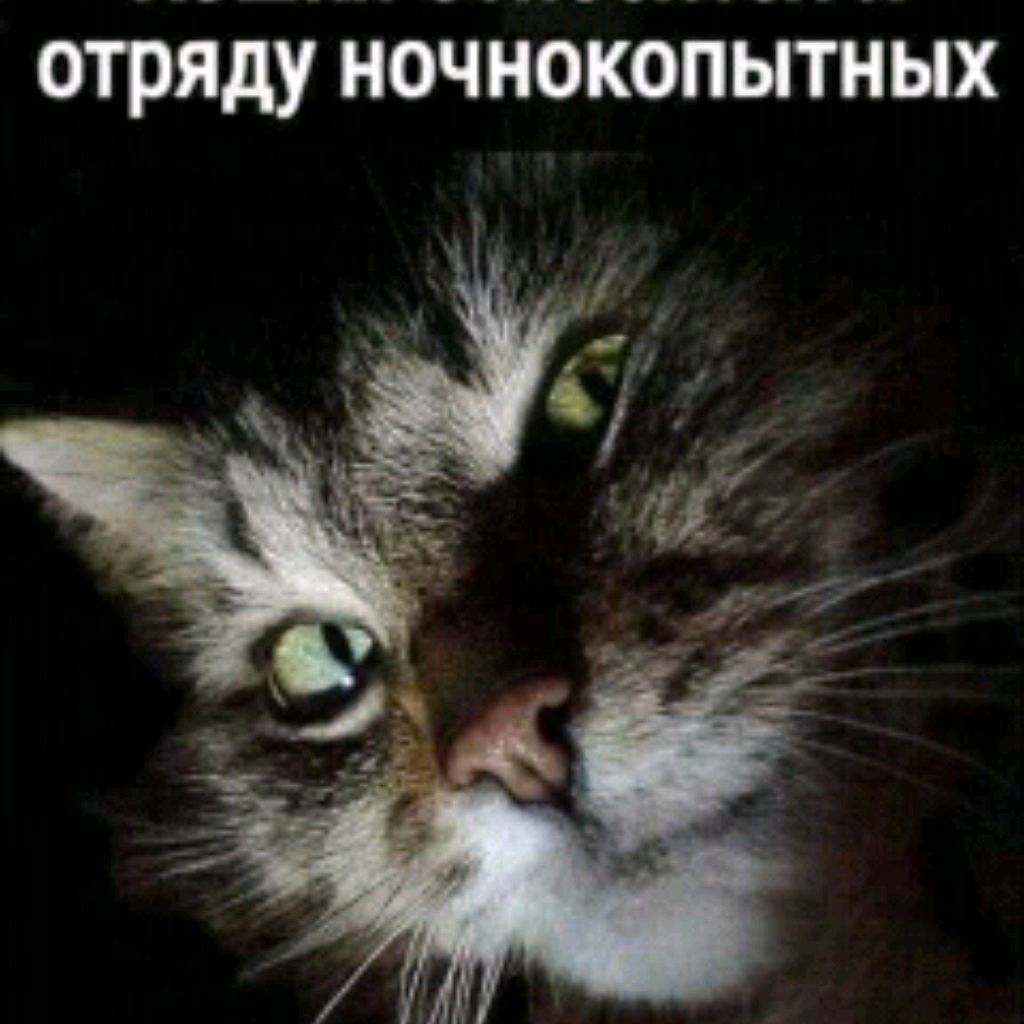 Иконка канала LAMAKOK
