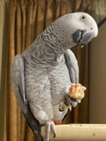 Иконка канала Жакоша TV