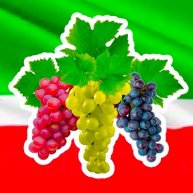Иконка канала ВИНОГРАД В ТАТАРСТАНЕ