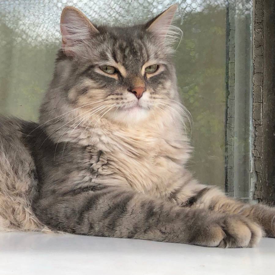 Иконка канала Сибирские кошки RUSFANTASY