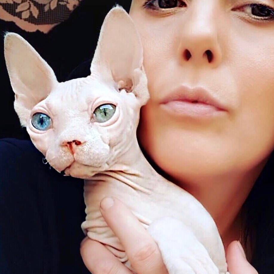 Иконка канала Мои любимые Сфинксы