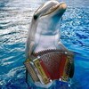 Иконка канала delphin