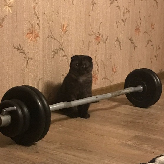 WWH TOP на RUTUBE: 1 видео – смотреть онлайн и бесплатно (32281217)