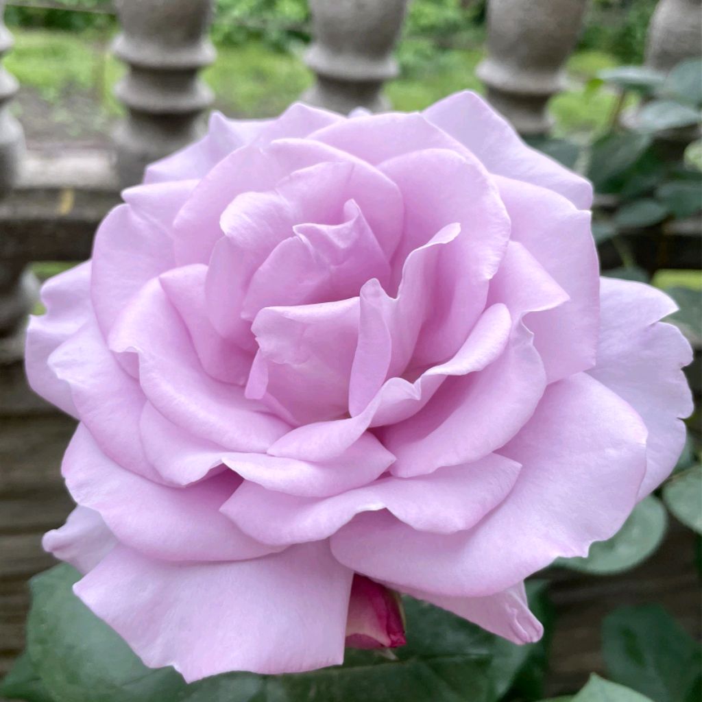 Иконка канала К Прекрасному